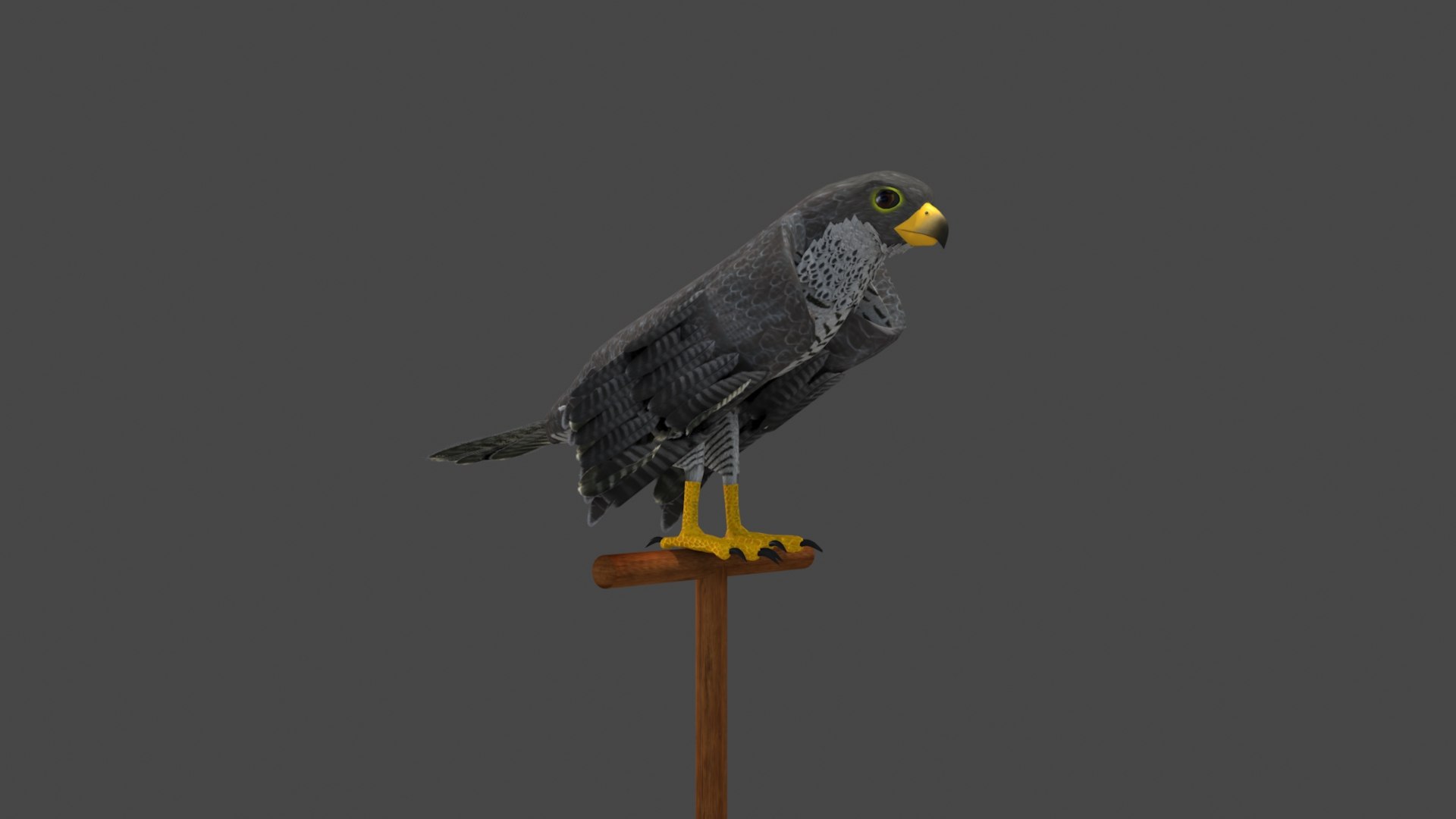 3D Peregrine Falcon Animated - TurboSquid 2066577