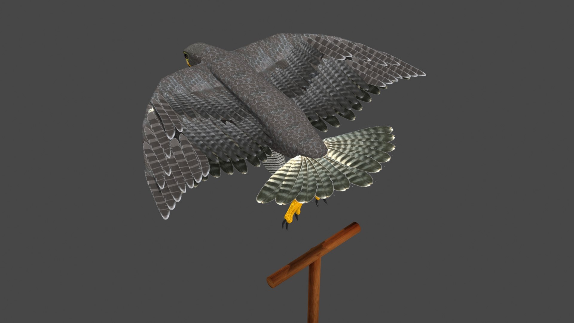 3D Peregrine Falcon Animated - TurboSquid 2066577