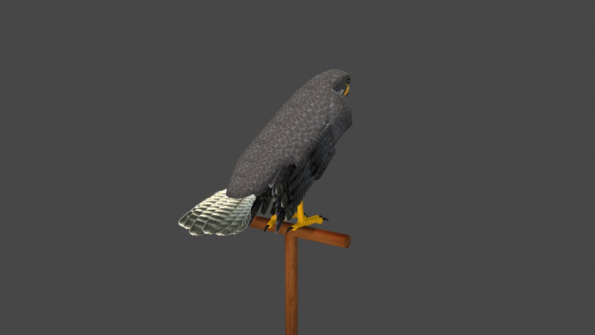 3D Peregrine Falcon Animated - TurboSquid 2066577