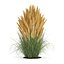 Max Ornamental Grass