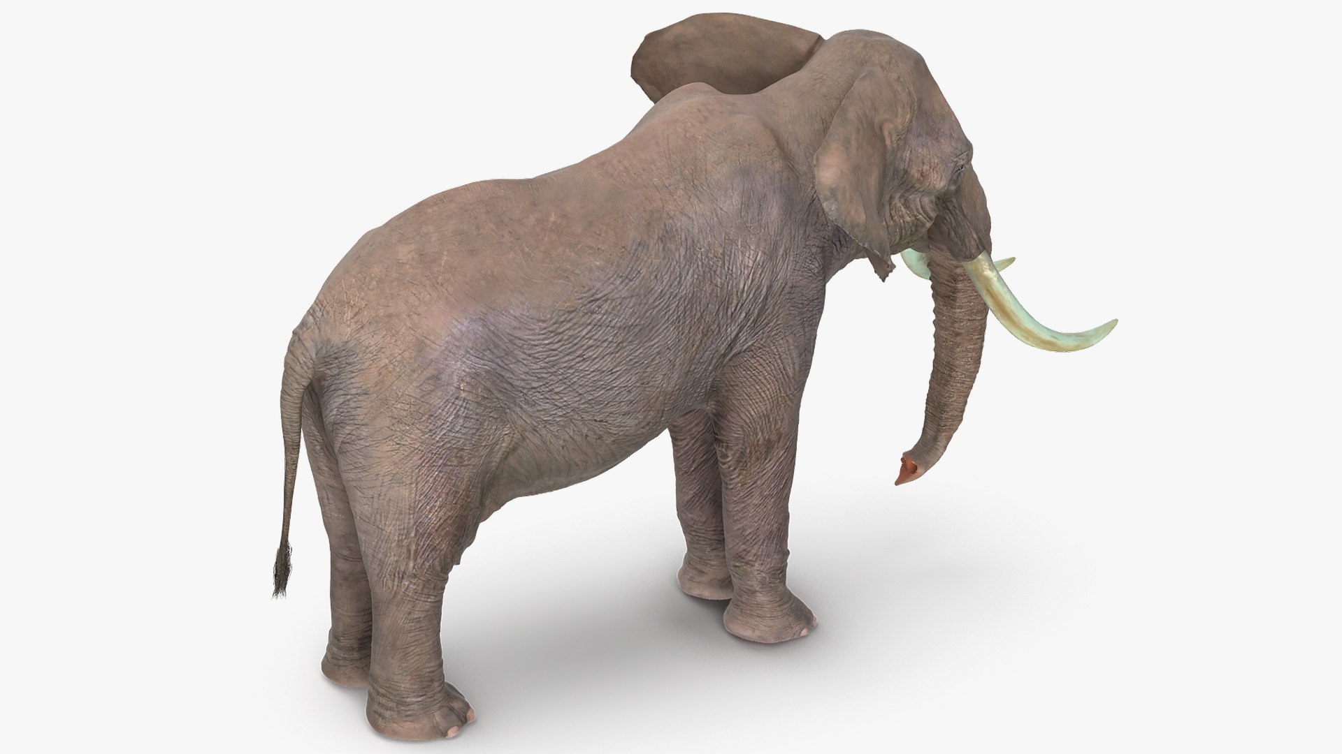 3D elephants mammal animal - TurboSquid 1583071