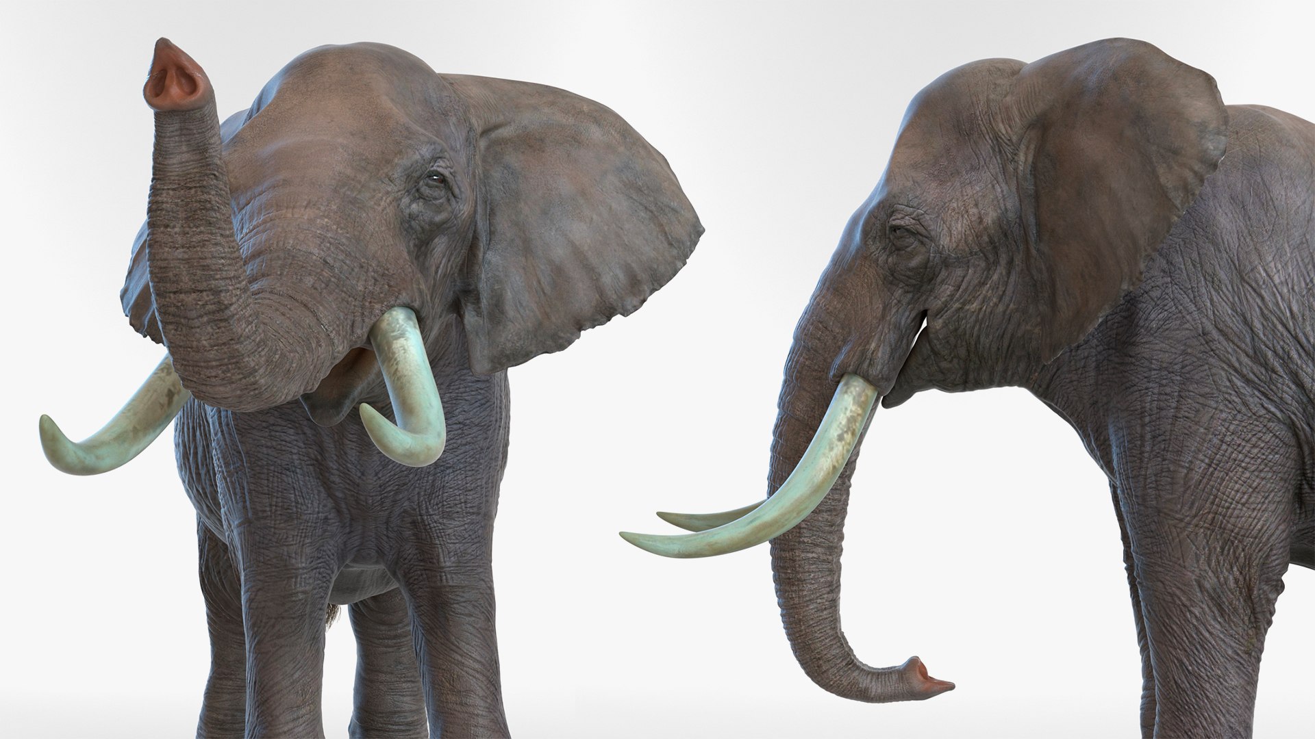 3D elephants mammal animal - TurboSquid 1583071