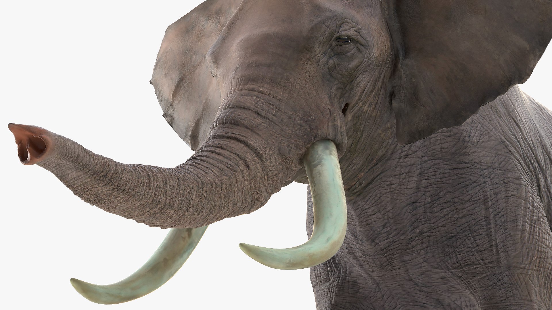 3D elephants mammal animal - TurboSquid 1583071