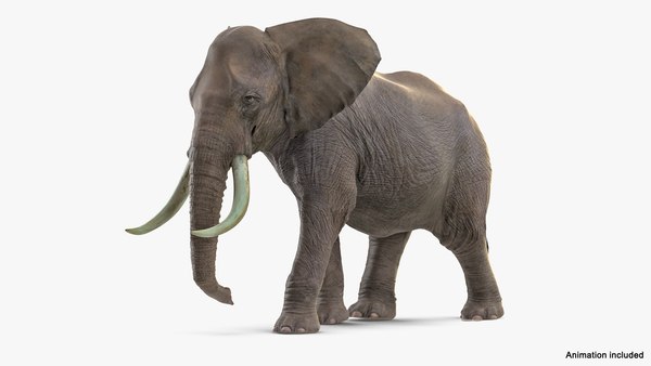 3D elephants mammal animal - TurboSquid 1583071