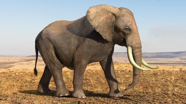 3D elephants mammal animal - TurboSquid 1583071