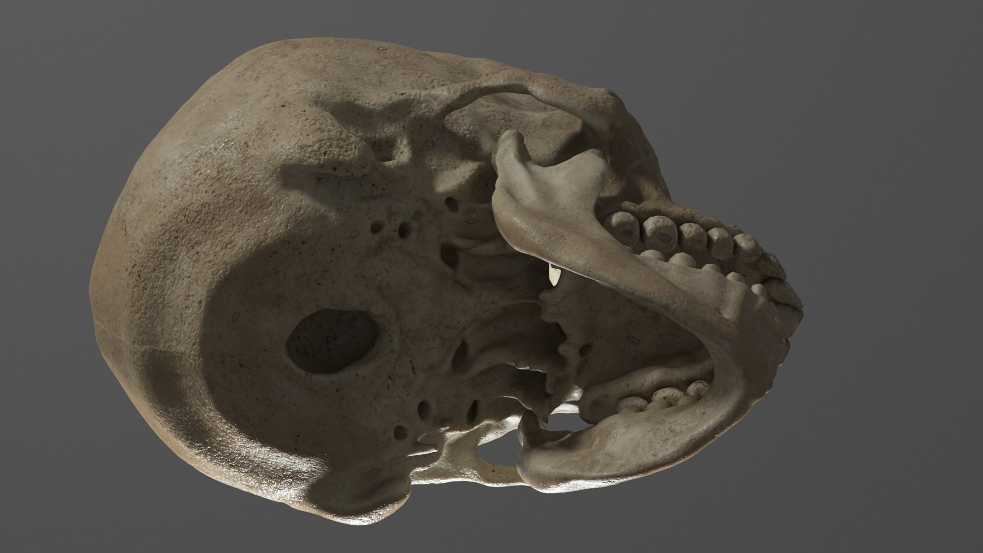 3D Human Skull Realistic Model - TurboSquid 2223482
