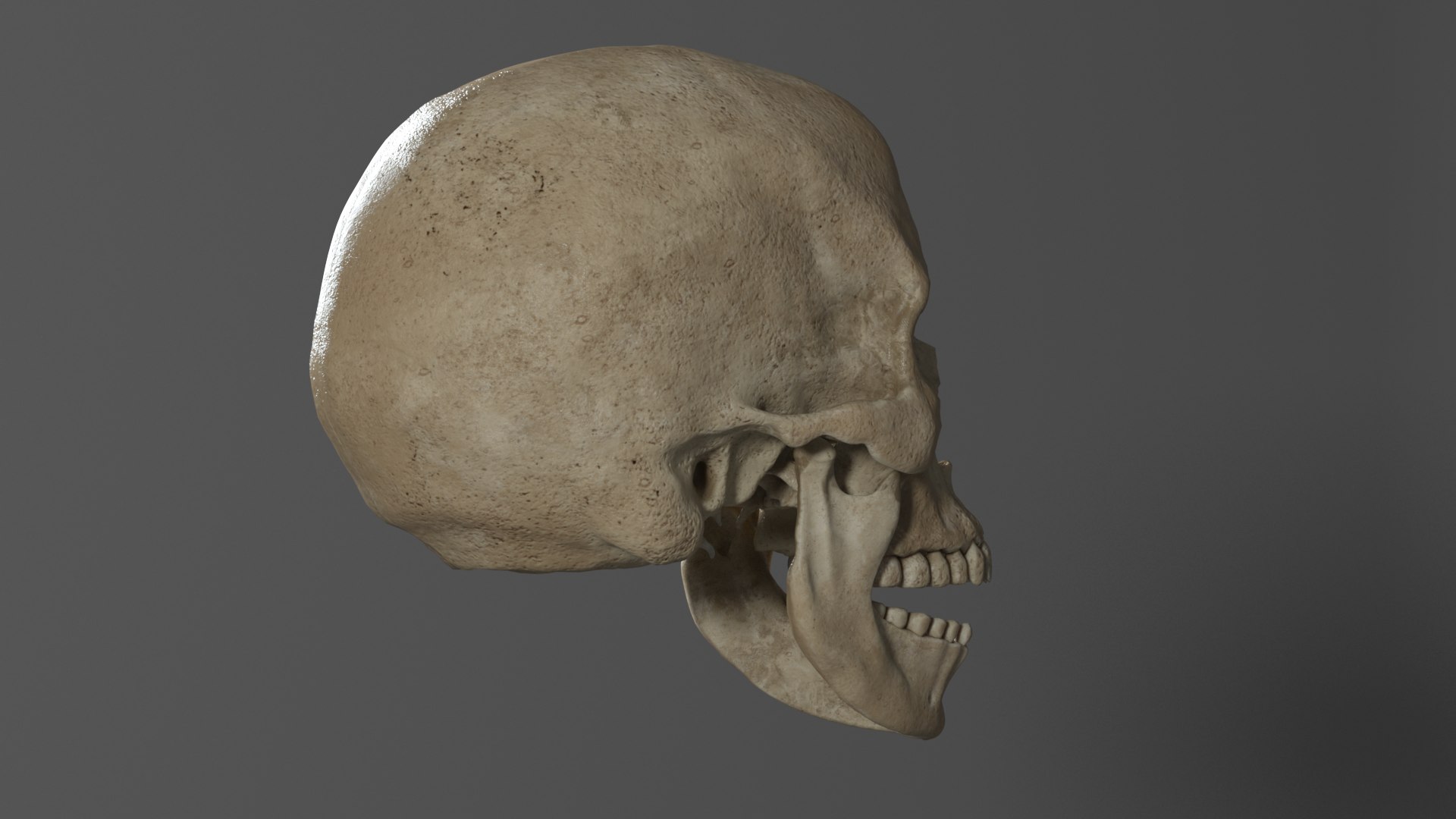 3D Human Skull Realistic Model - TurboSquid 2223482