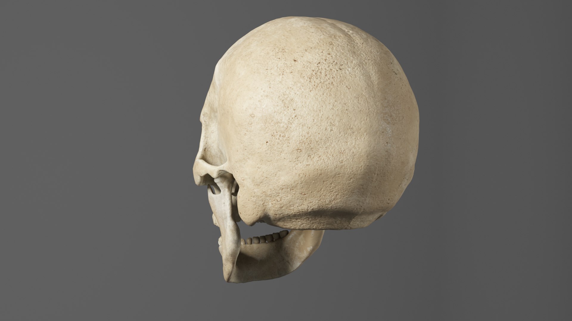 3D Human Skull Realistic Model - TurboSquid 2223482