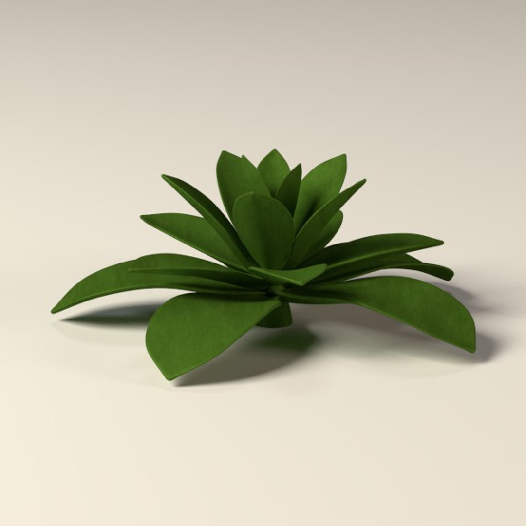 Suculent 3d Model