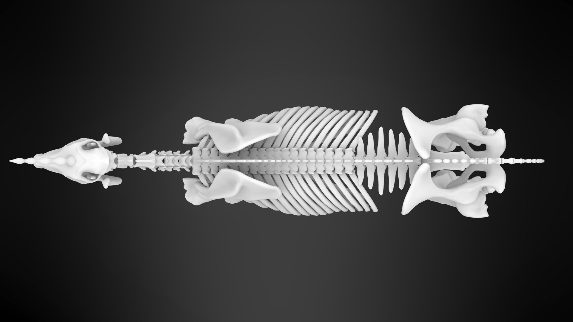 Unicorn Skeleton 3D - TurboSquid 1524382
