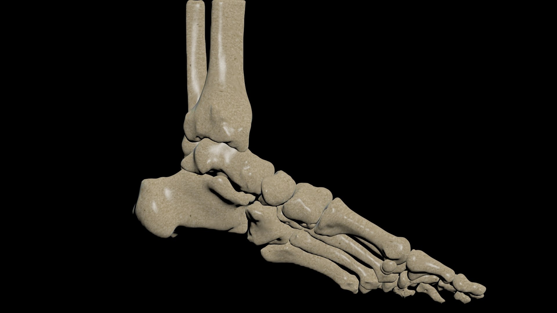 Foot Bone 3D Model - TurboSquid 1666398