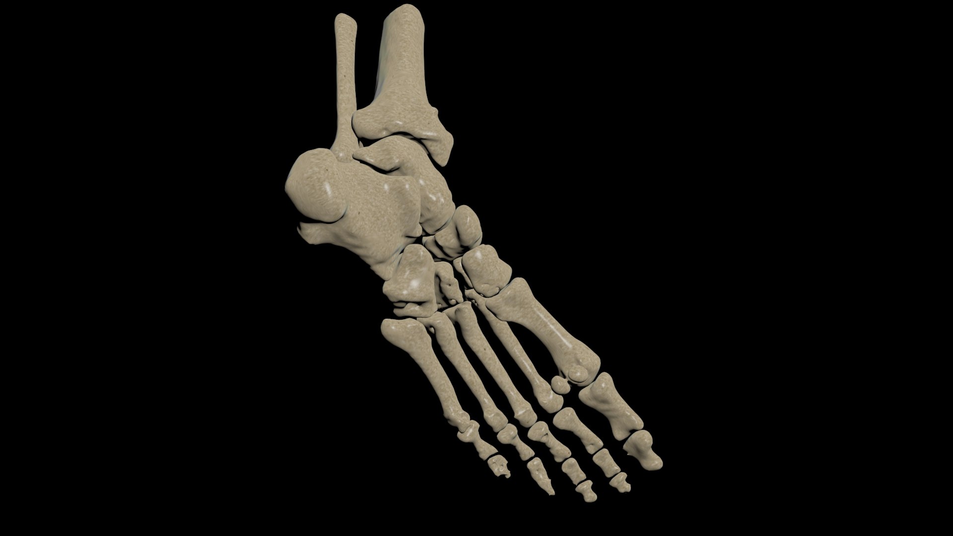 Foot Bone 3D Model - TurboSquid 1666398