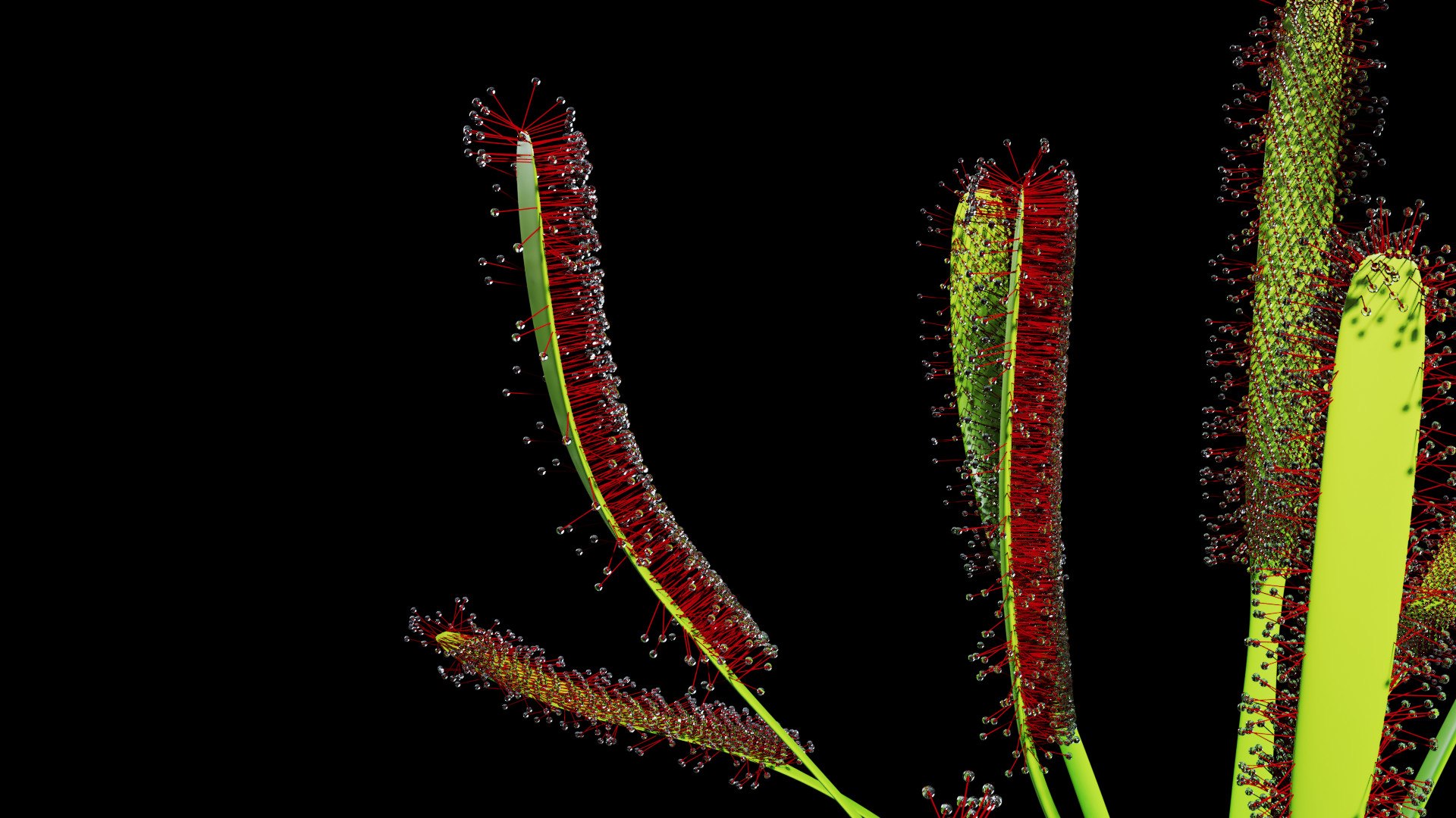 3D Plant Sundew Model - TurboSquid 1656557