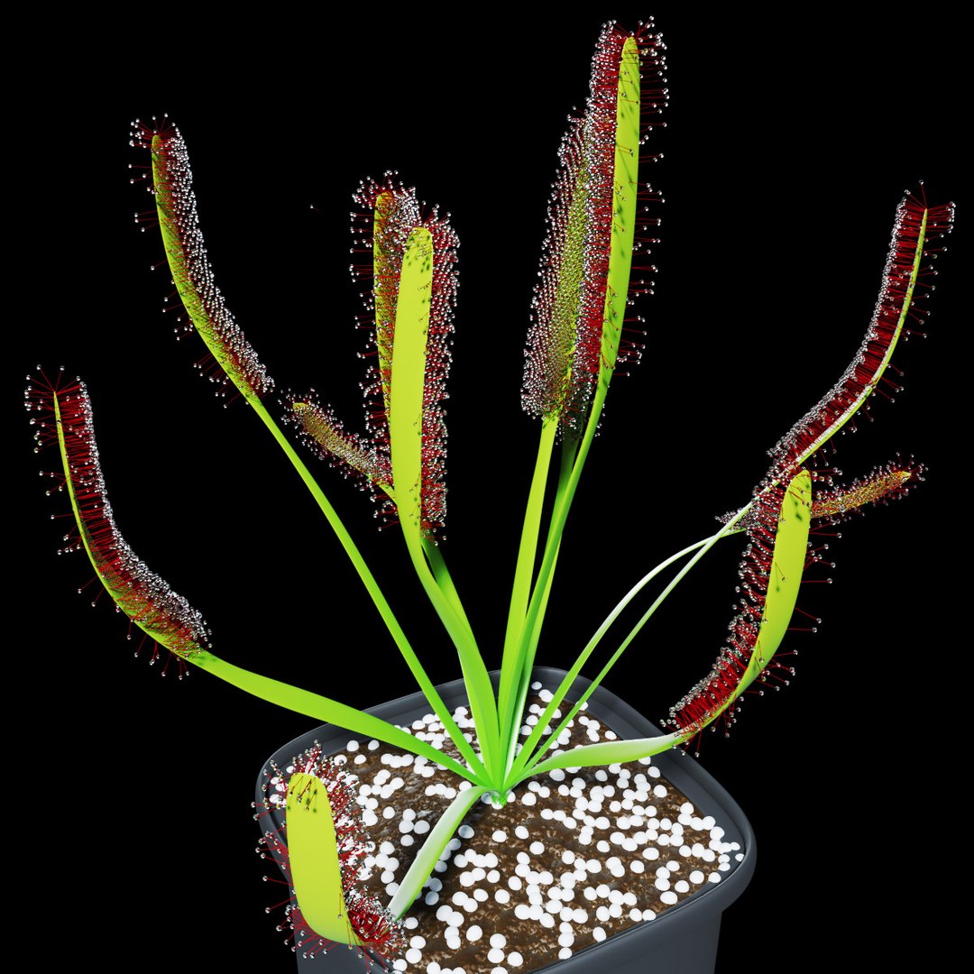 3D Plant Sundew Model - TurboSquid 1656557