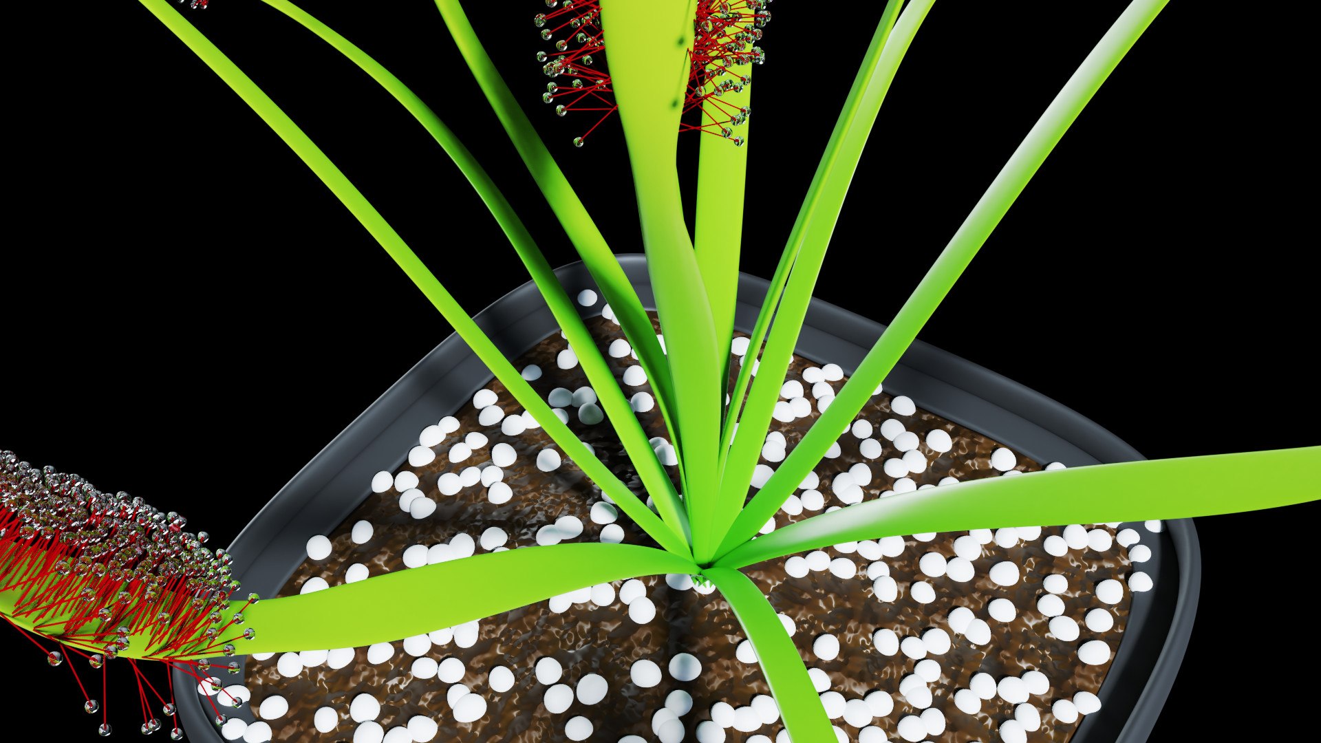 3D Plant Sundew Model - TurboSquid 1656557