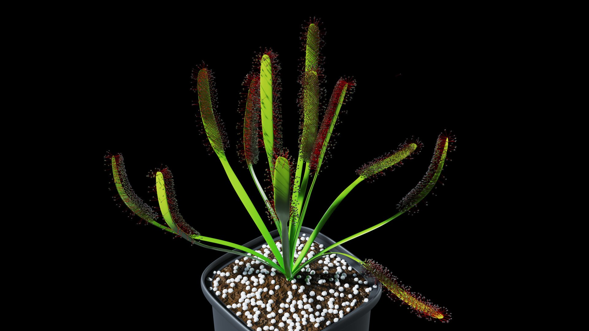 3D Plant Sundew Model - TurboSquid 1656557
