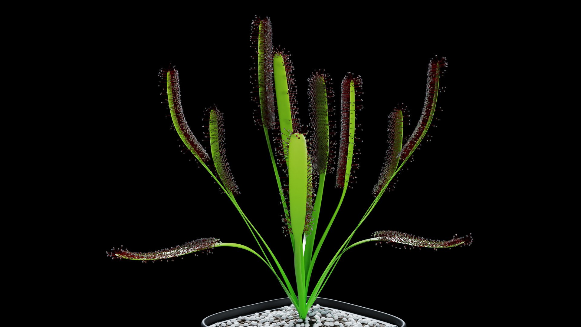 3D Plant Sundew Model - TurboSquid 1656557