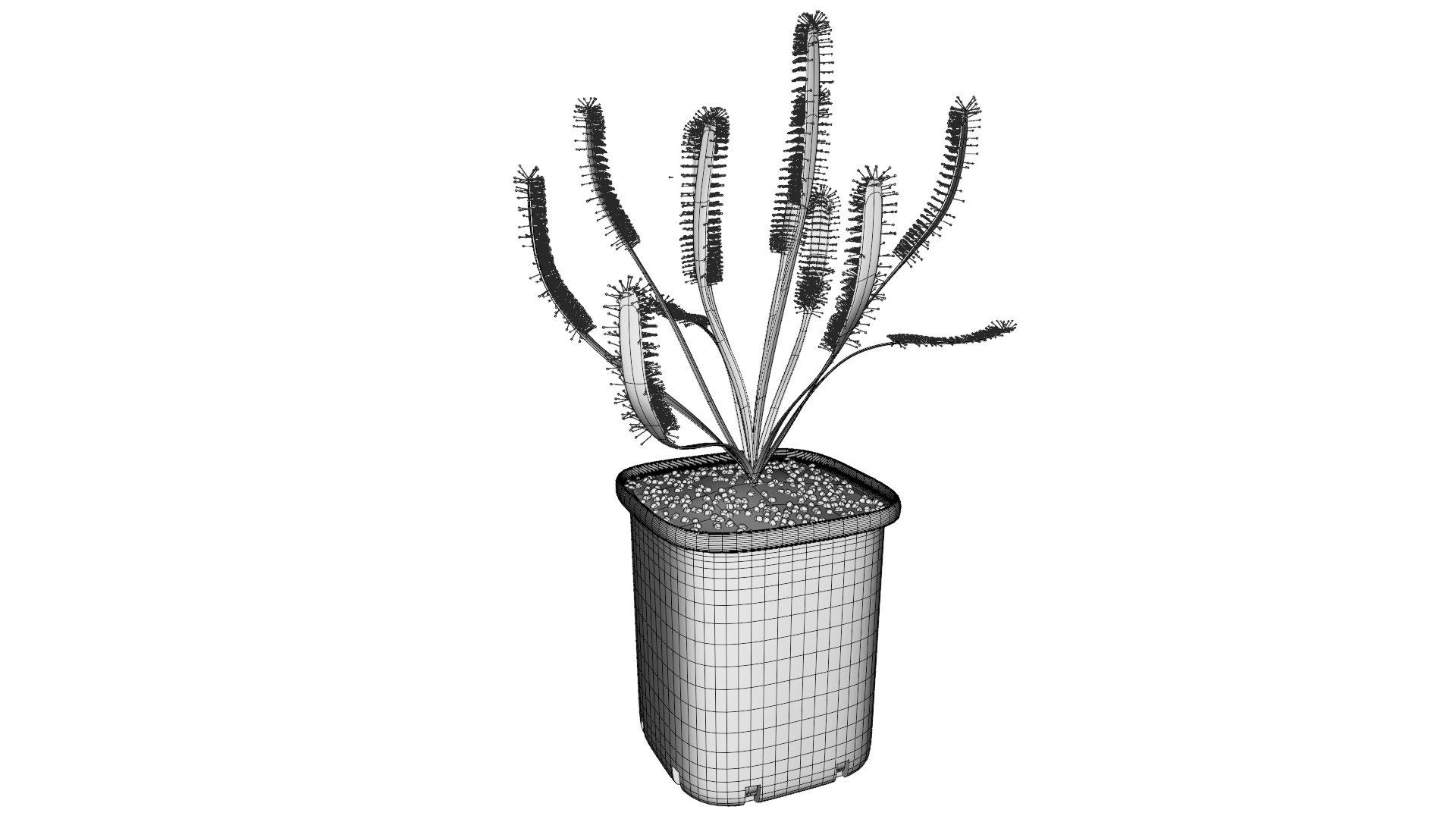 3D Plant Sundew Model - TurboSquid 1656557