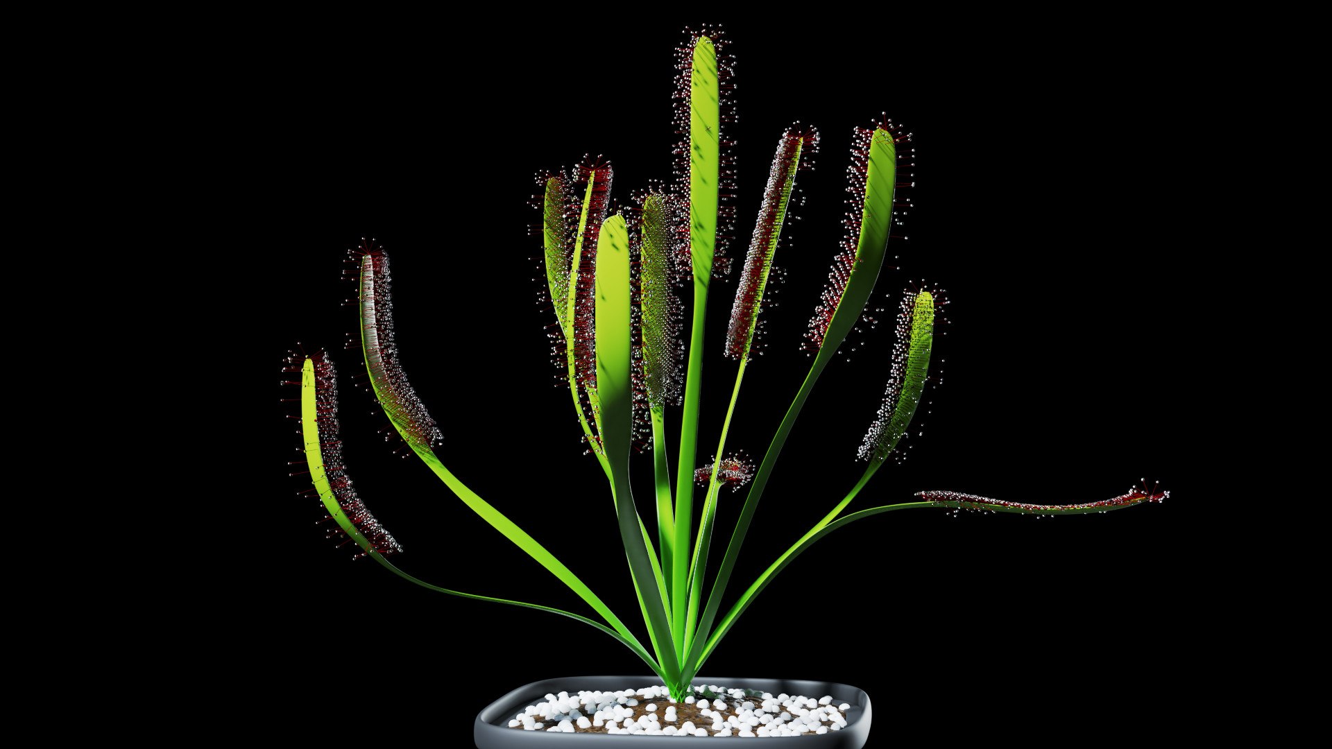 3D Plant Sundew Model - TurboSquid 1656557