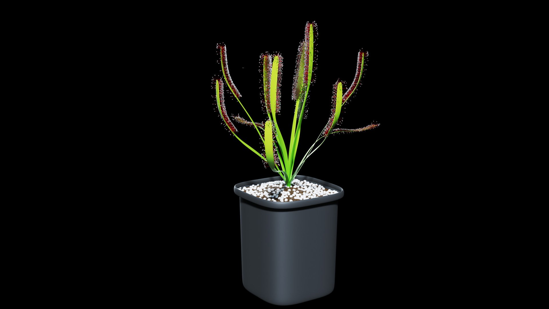 3D Plant Sundew Model - TurboSquid 1656557