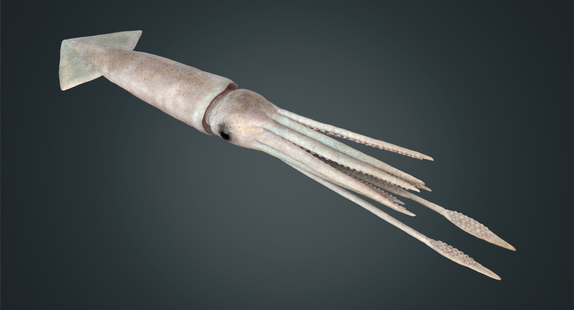 3D model giant squid - TurboSquid 1170832