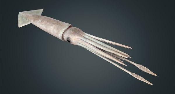 3D model giant squid - TurboSquid 1170832