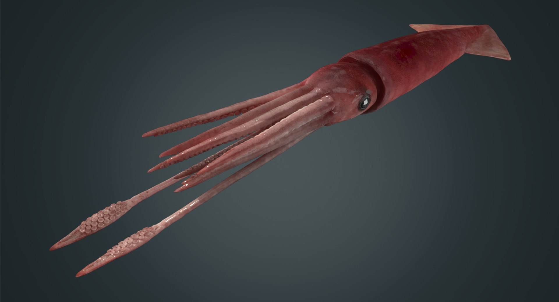 3D Model Giant Squid - TurboSquid 1170832