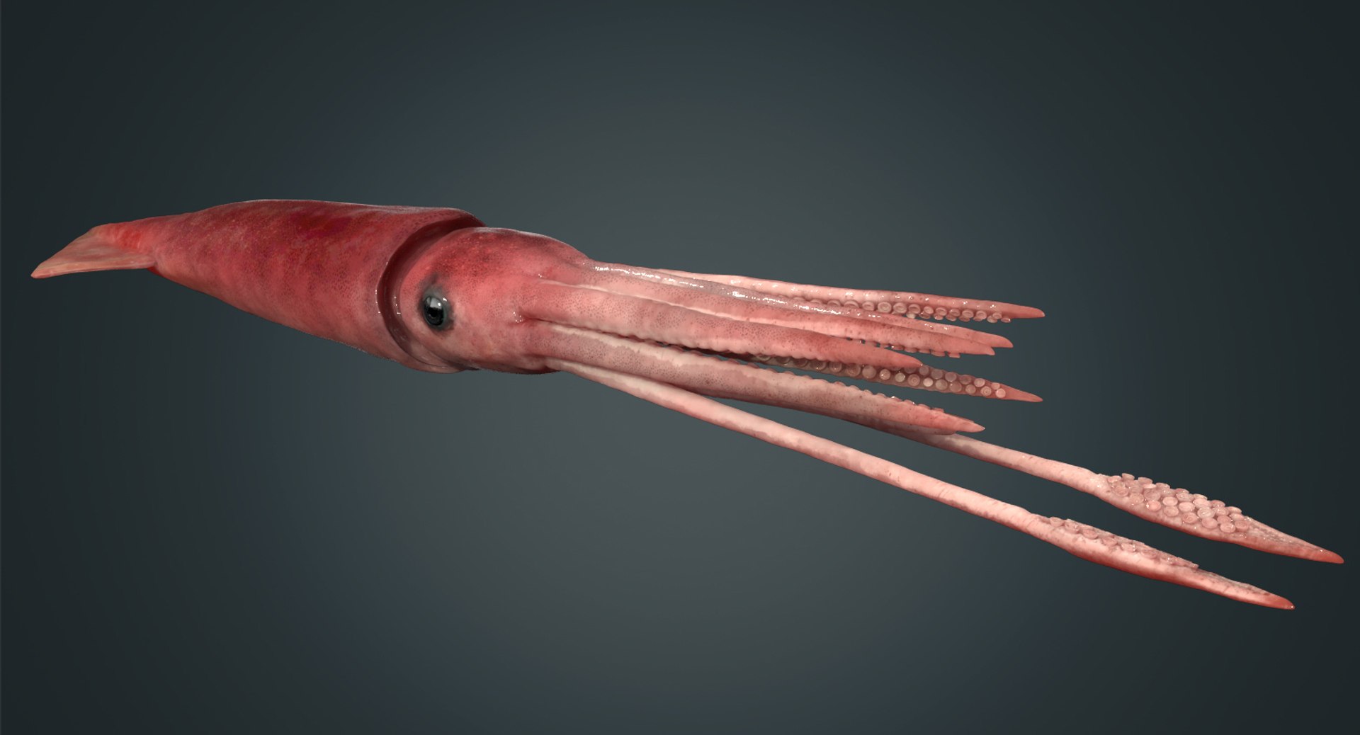 3D Model Giant Squid - TurboSquid 1170832