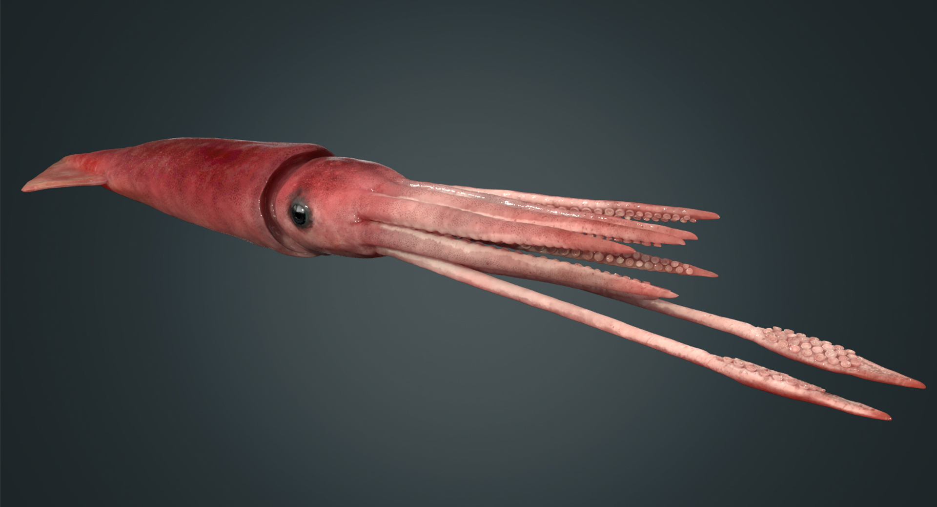 3D model giant squid - TurboSquid 1170832