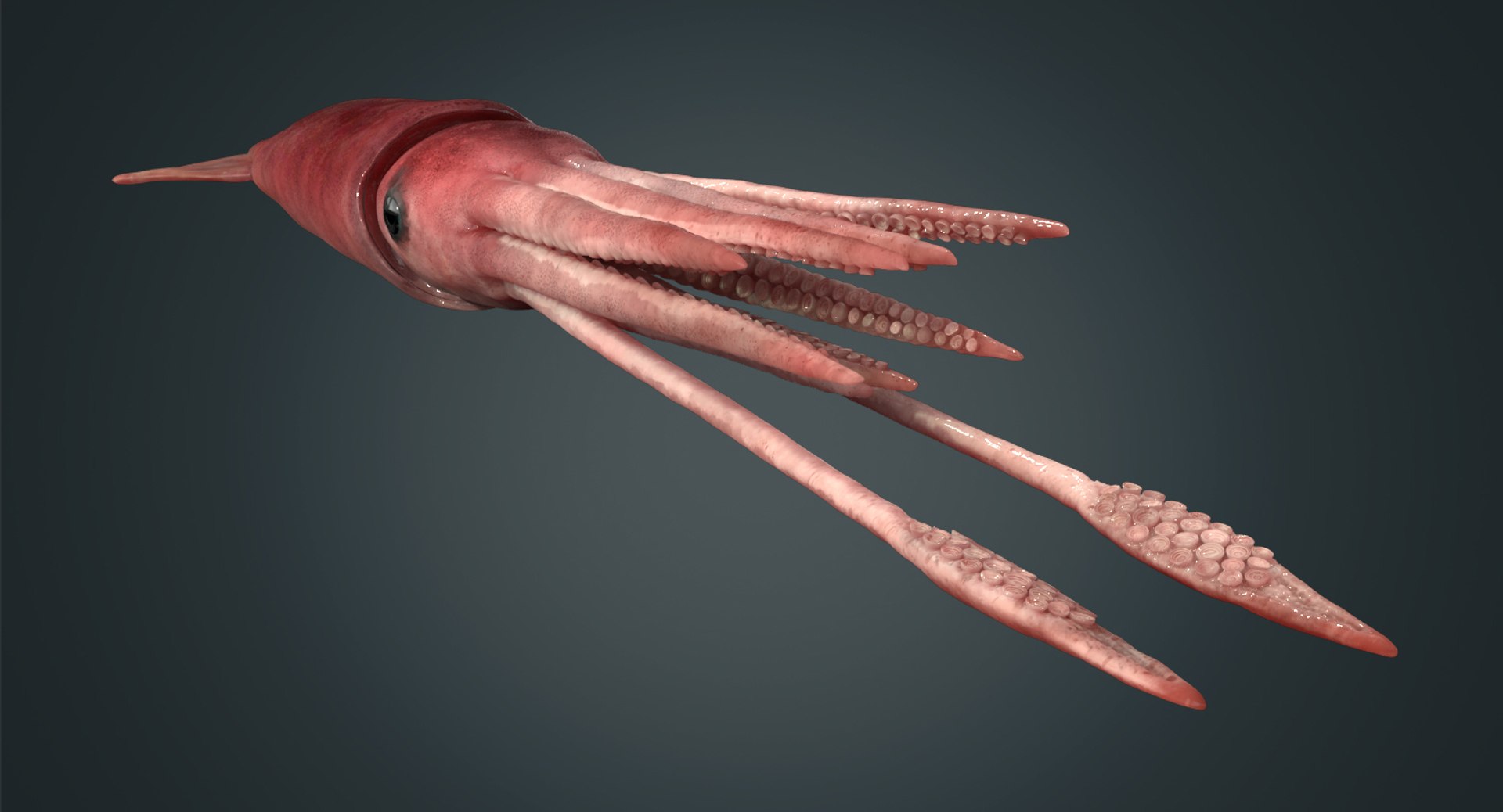 3D Model Giant Squid - TurboSquid 1170832
