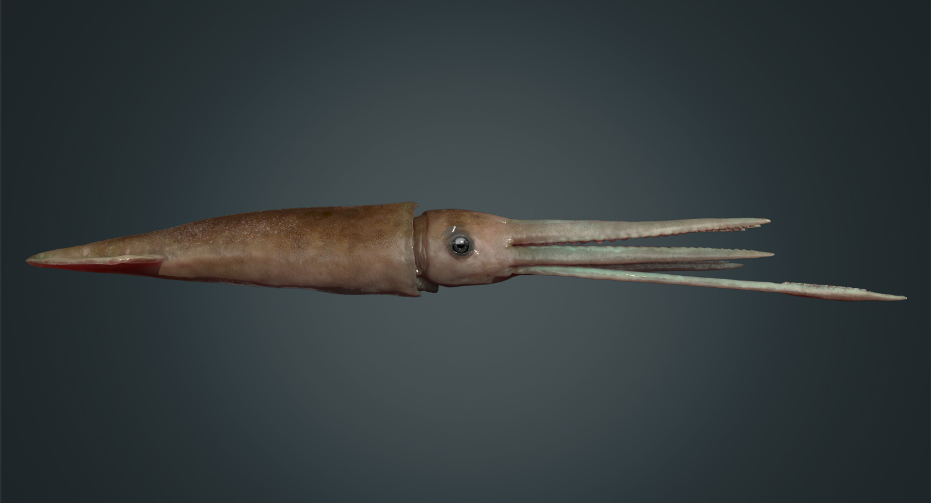 3D model giant squid - TurboSquid 1170832