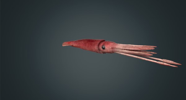 3D model giant squid - TurboSquid 1170832