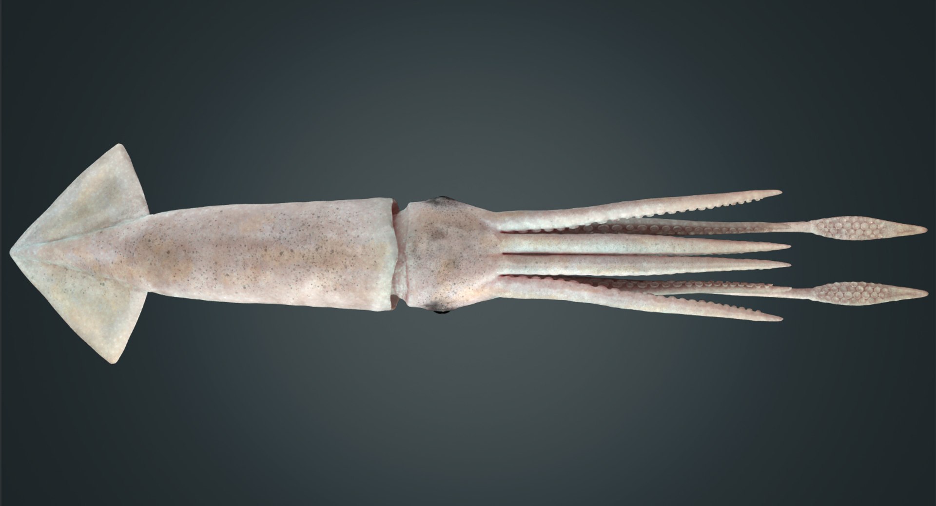 3D model giant squid - TurboSquid 1170832