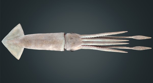 modelo 3d Calamar - TurboSquid 1170832