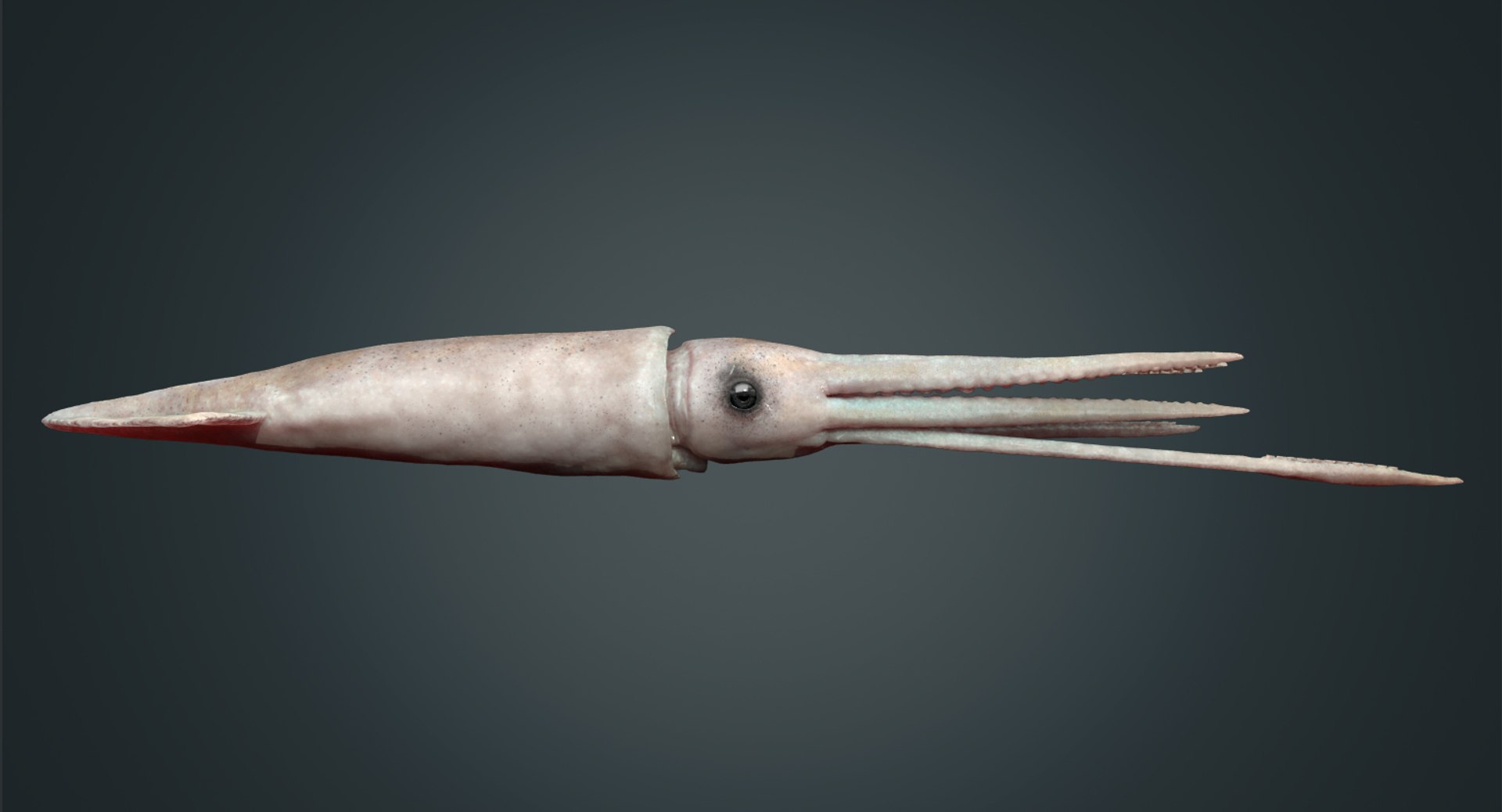 3D model giant squid - TurboSquid 1170832