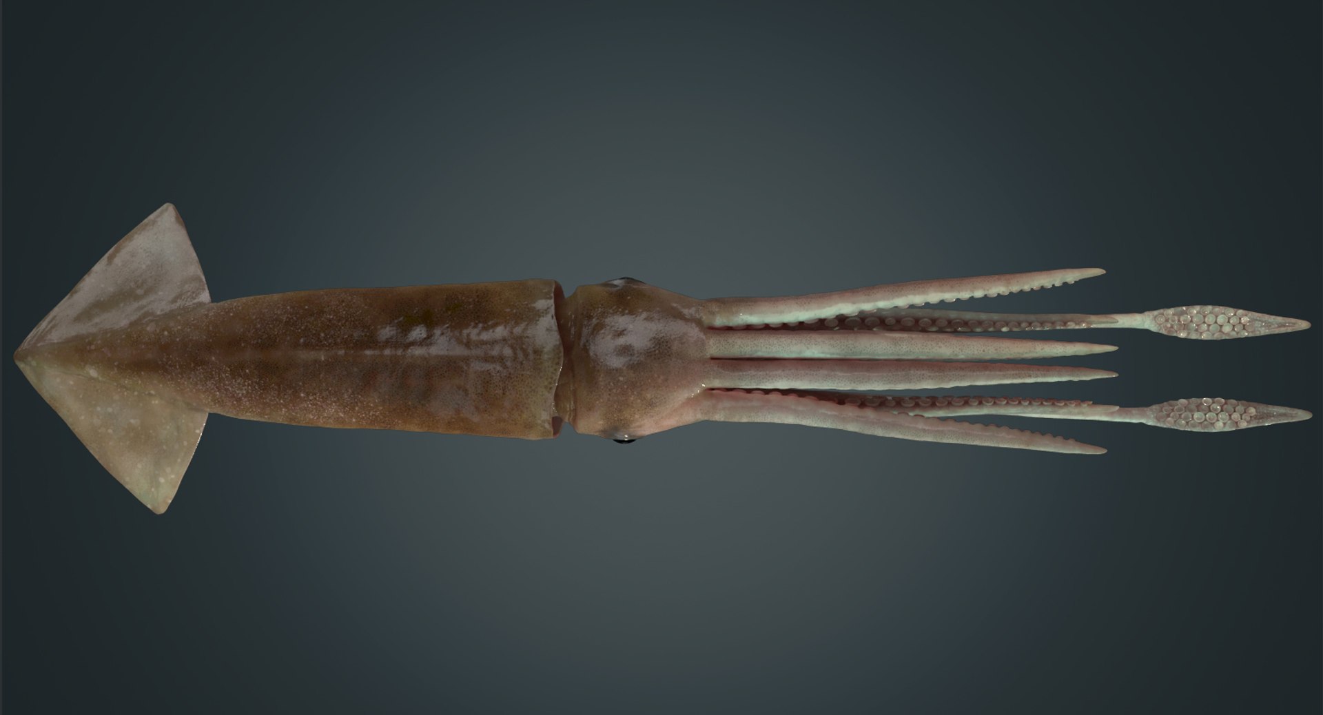 3D Model Giant Squid - TurboSquid 1170832