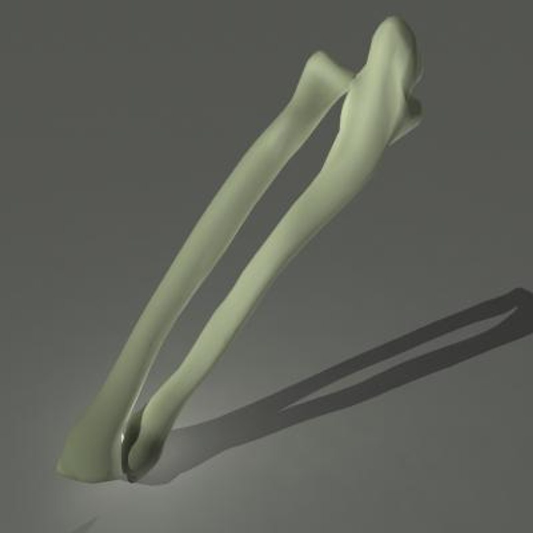 Maya Human Skeleton Ulna Radius
