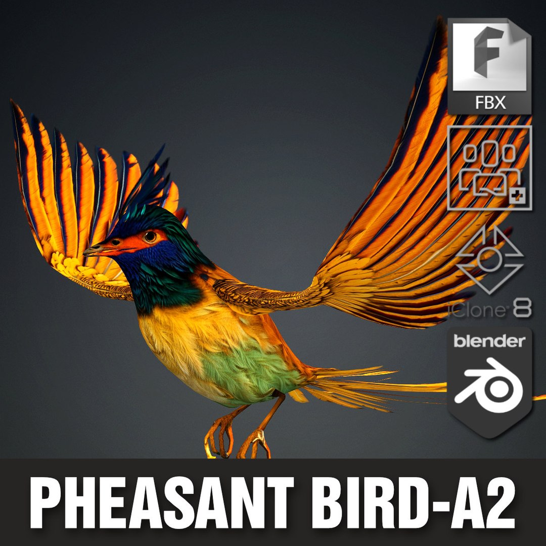 Pheasant Bird-A2 3D Model - TurboSquid 2429724