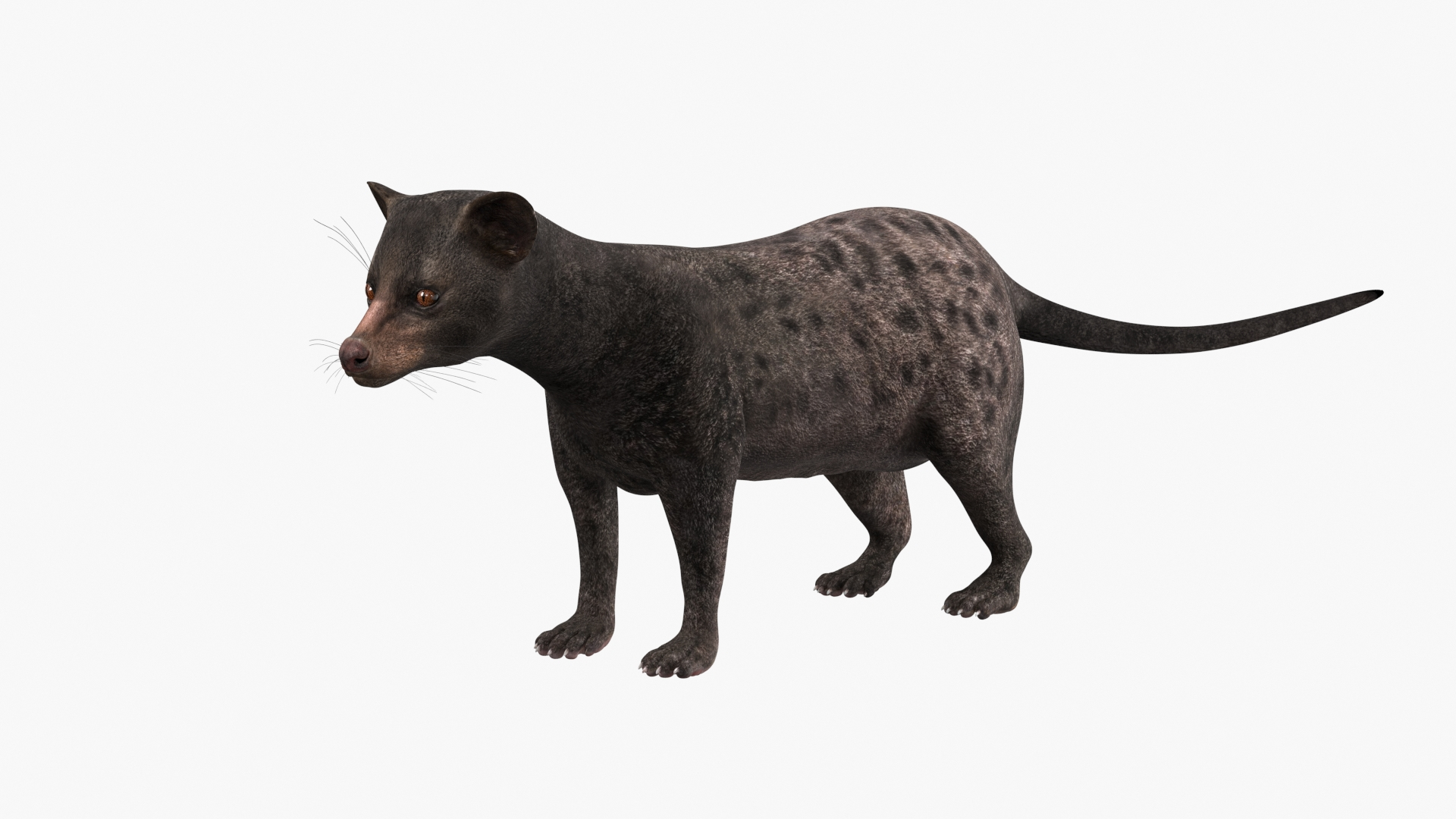 Asian Palm Civet Musang Dark Coat 3D - TurboSquid 2451089