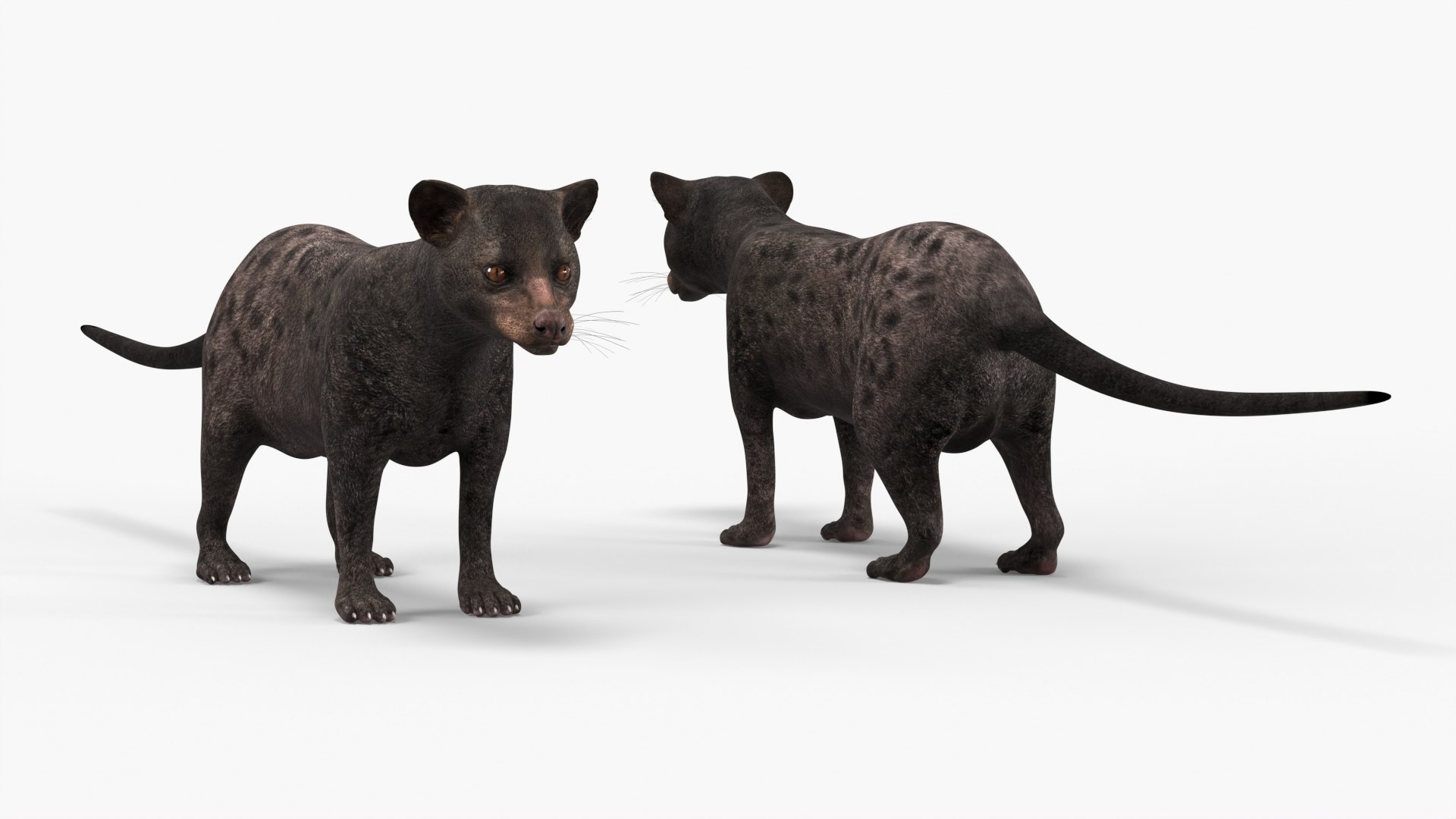 Asian Palm Civet Musang Dark Coat 3D - TurboSquid 2451089