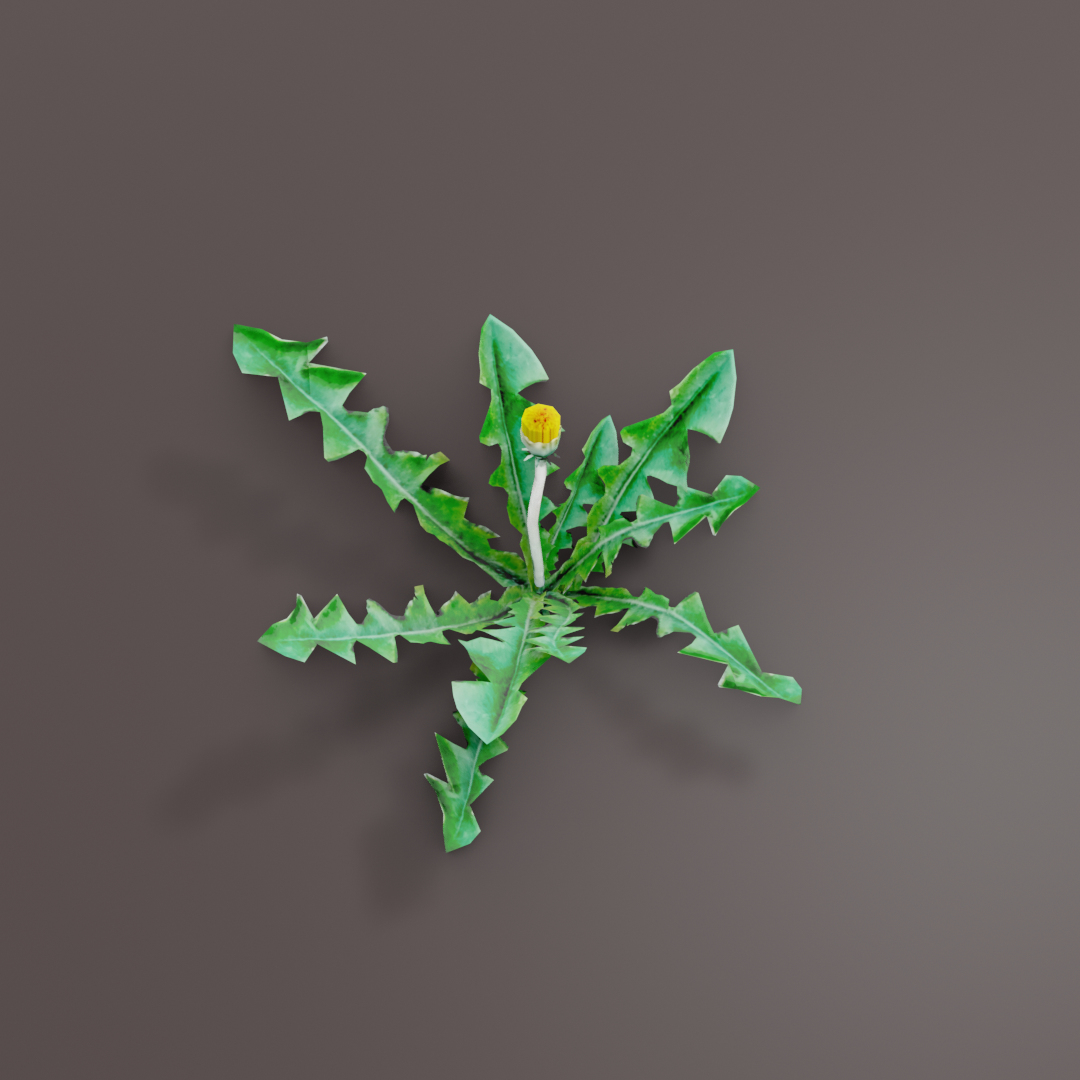 3D Dandelions Weed Gardeners - TurboSquid 1397235