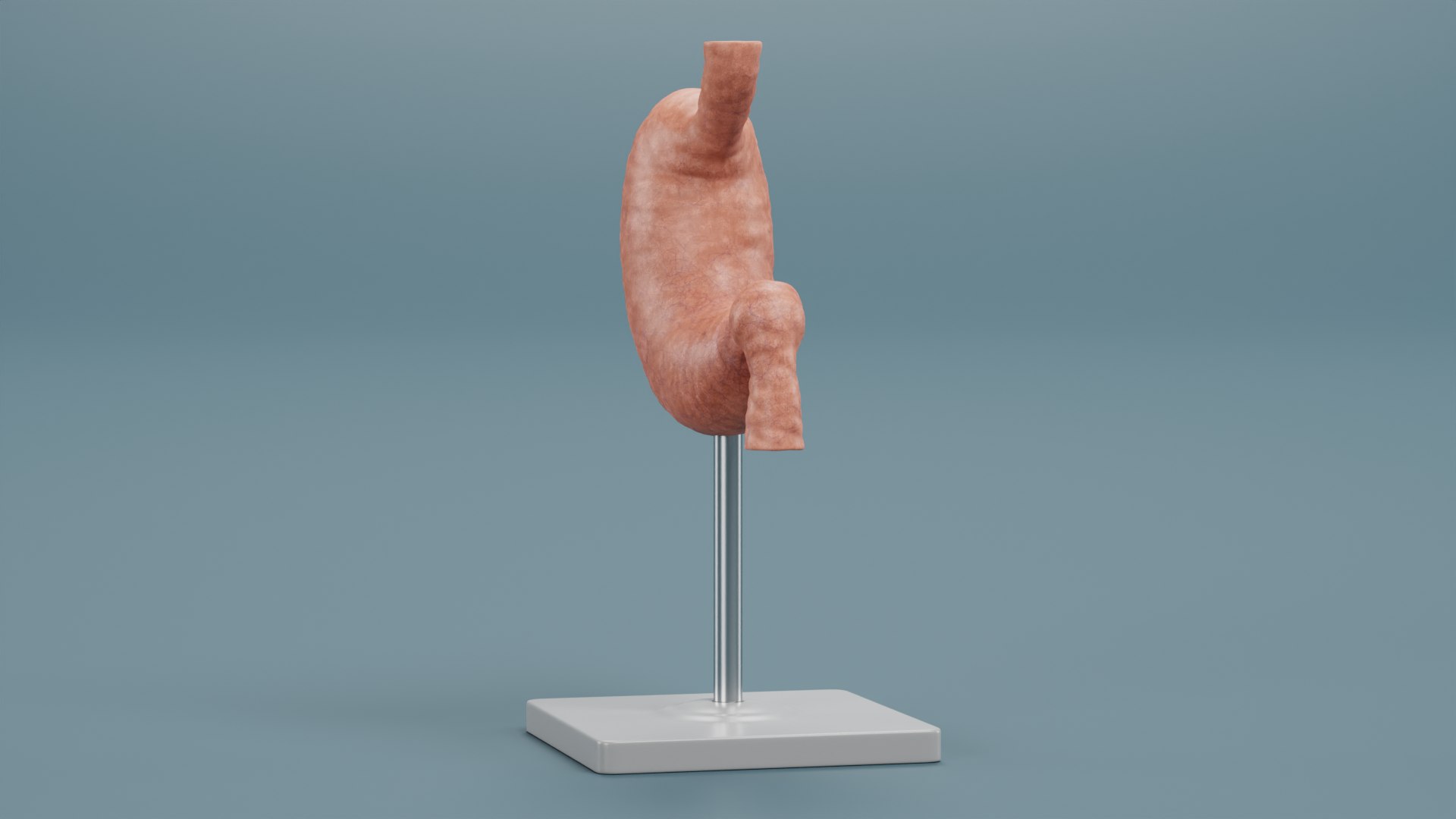 3D Stomach Model - TurboSquid 2026875