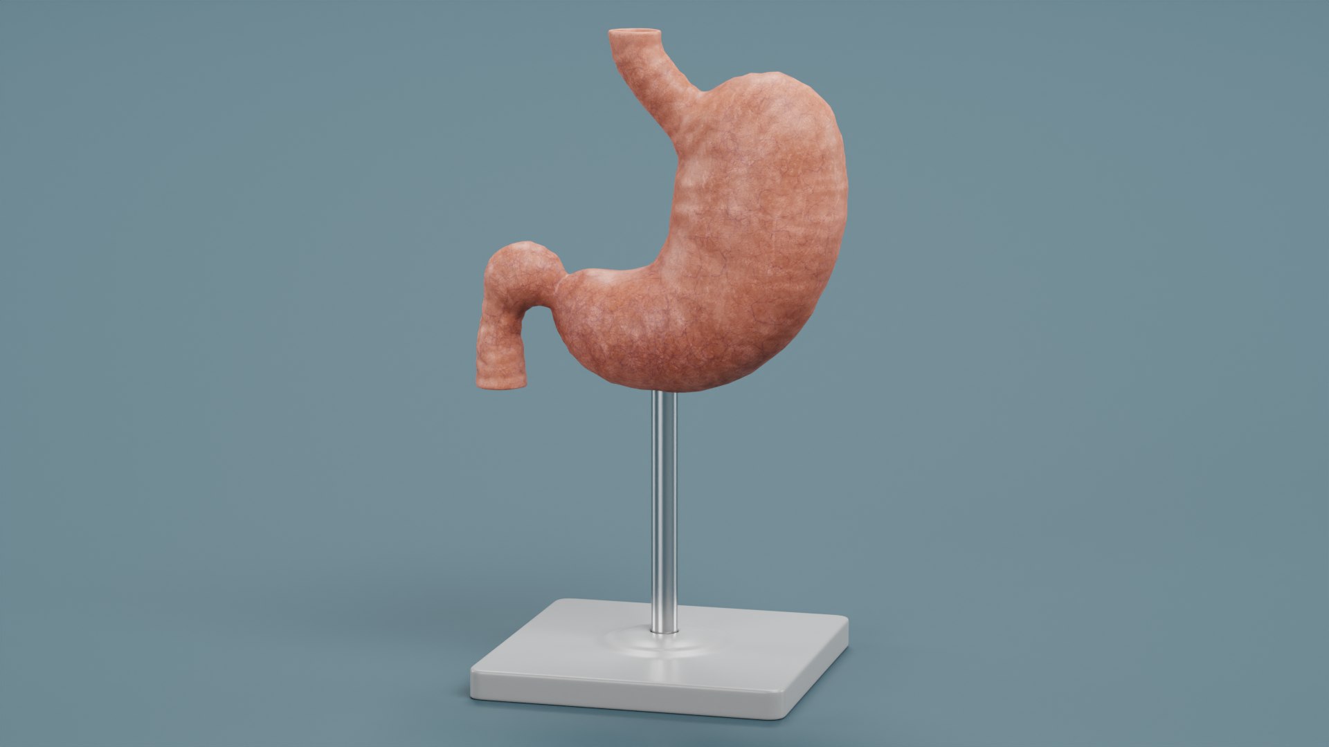 3D Stomach Model - TurboSquid 2026875