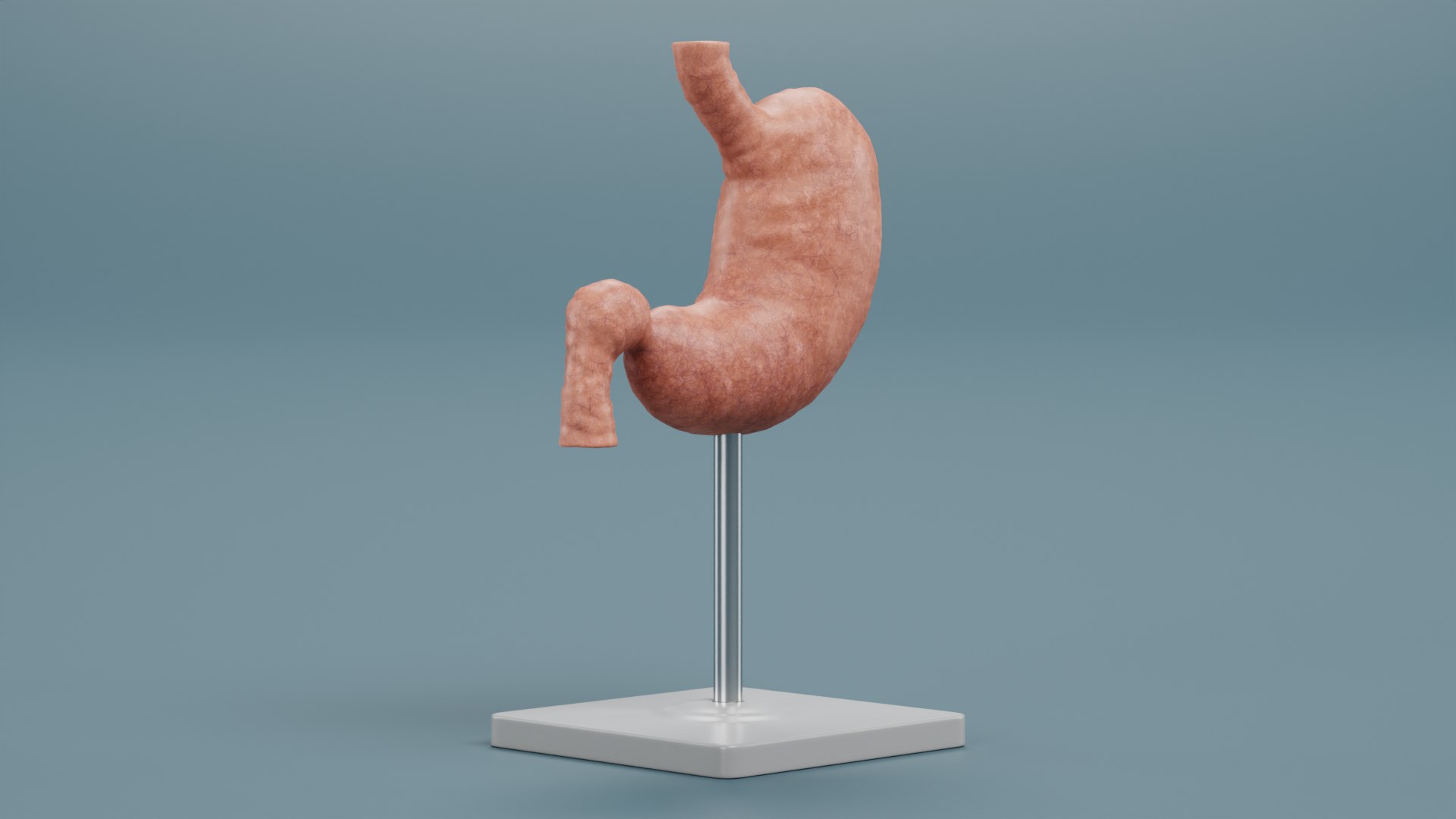 3D Stomach Model - TurboSquid 2026875
