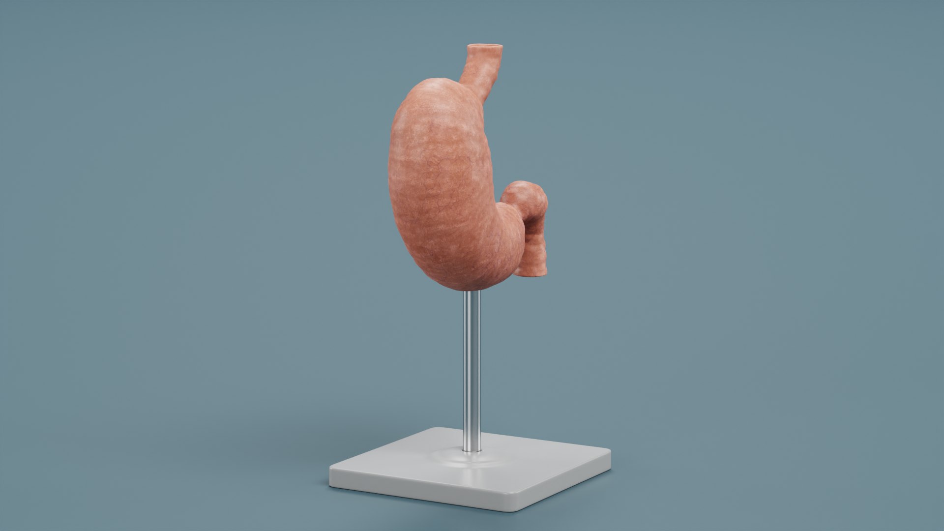 3D Stomach Model - TurboSquid 2026875