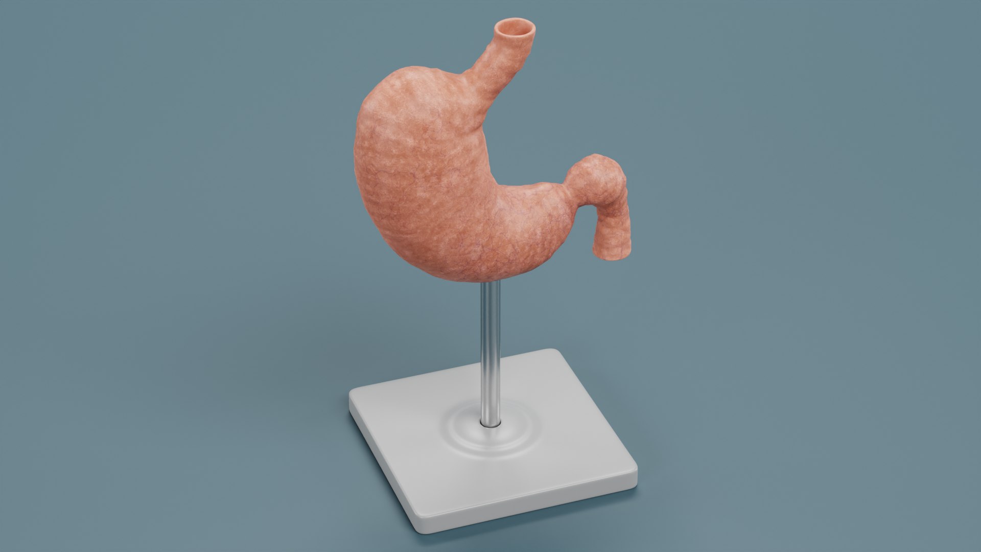3D Stomach Model - TurboSquid 2026875