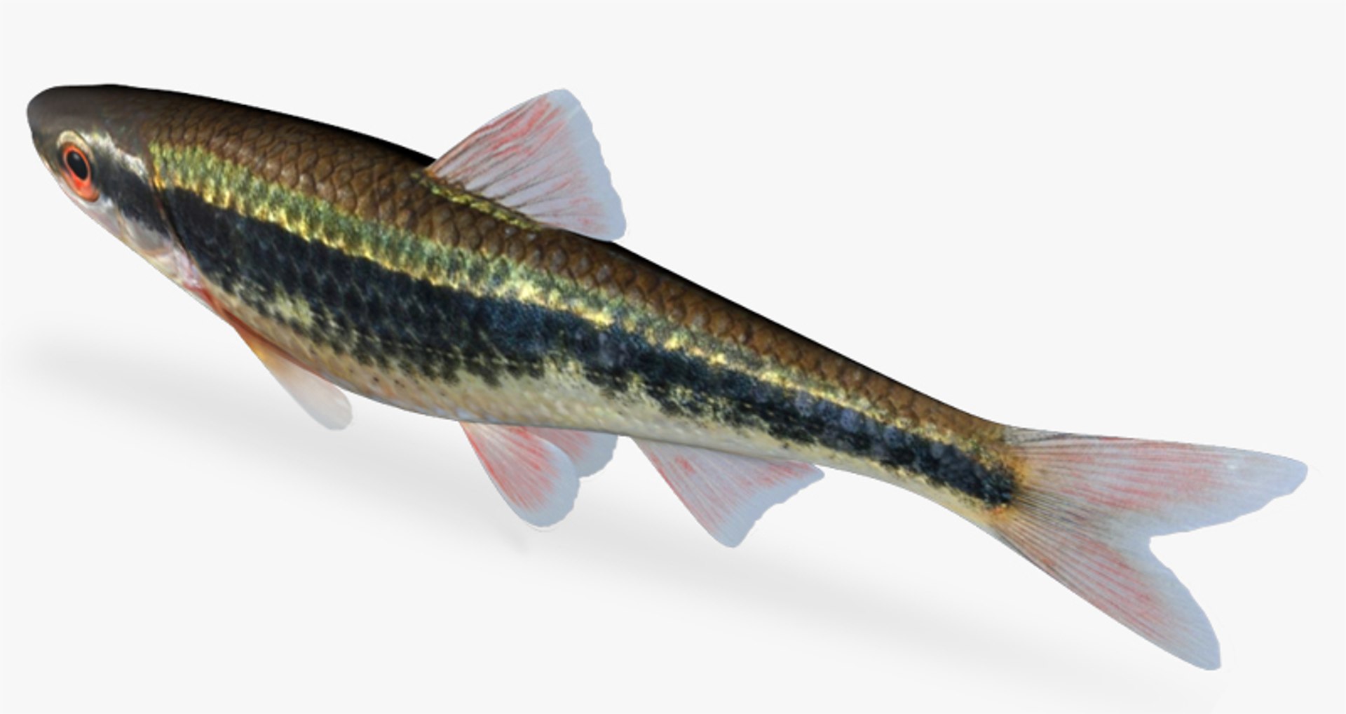 fbx luxilus cardinalis cardinal shiner