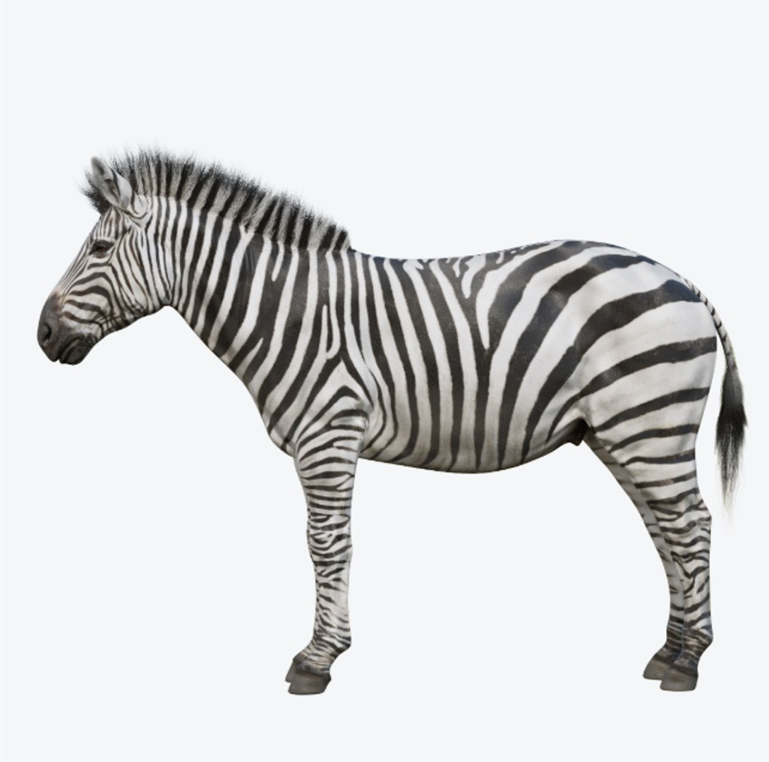3D ZEBRA Model - TurboSquid 2356588