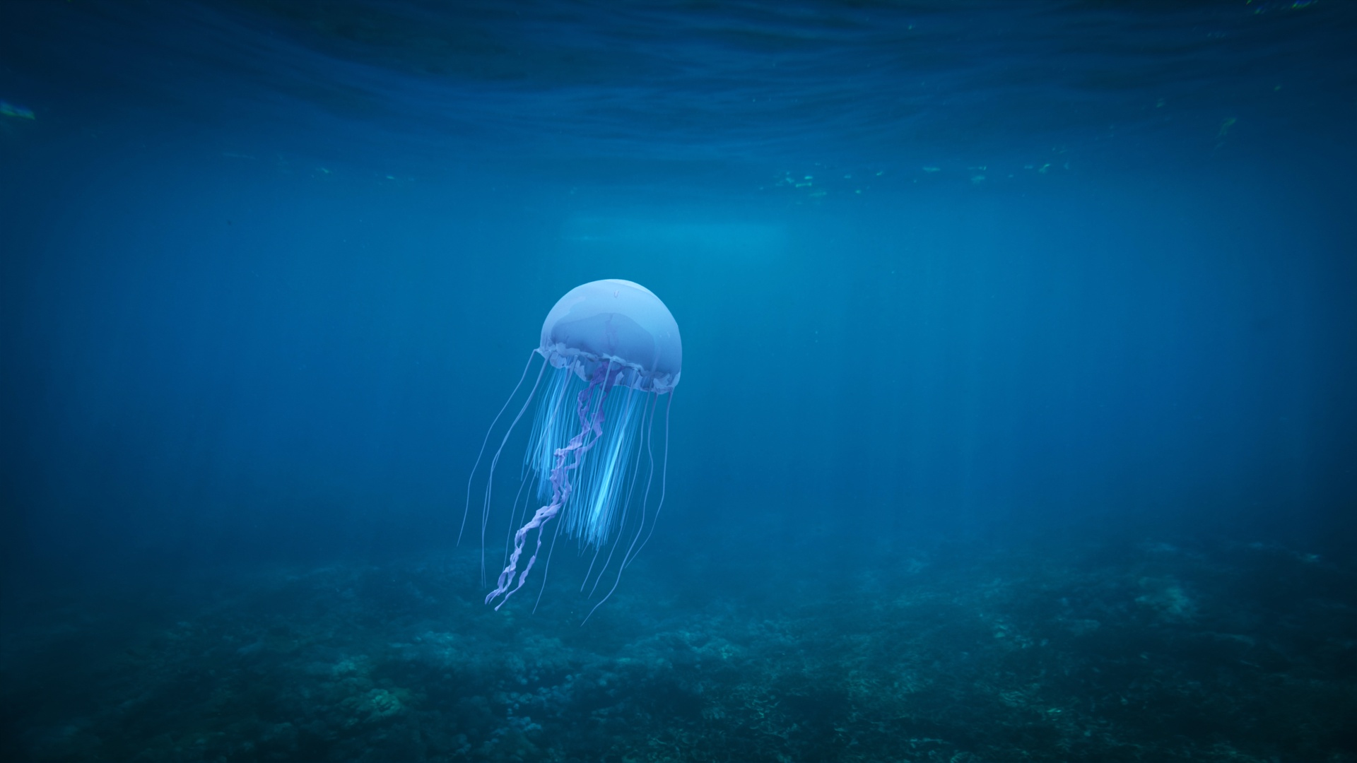 Realistic jelly fish 3D model - TurboSquid 1485887