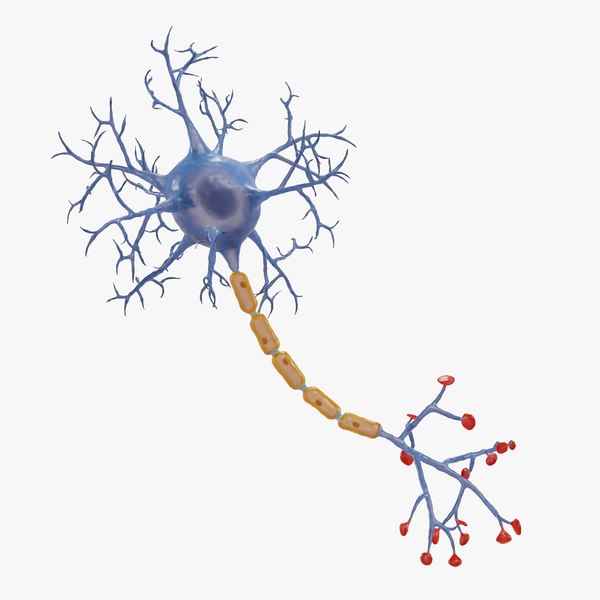 3d neuron cell model